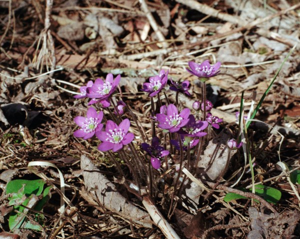 Spring Flowers in Turku – Casual Landscapes