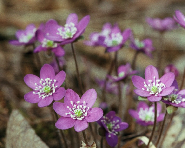Spring Flowers in Turku – Casual Landscapes